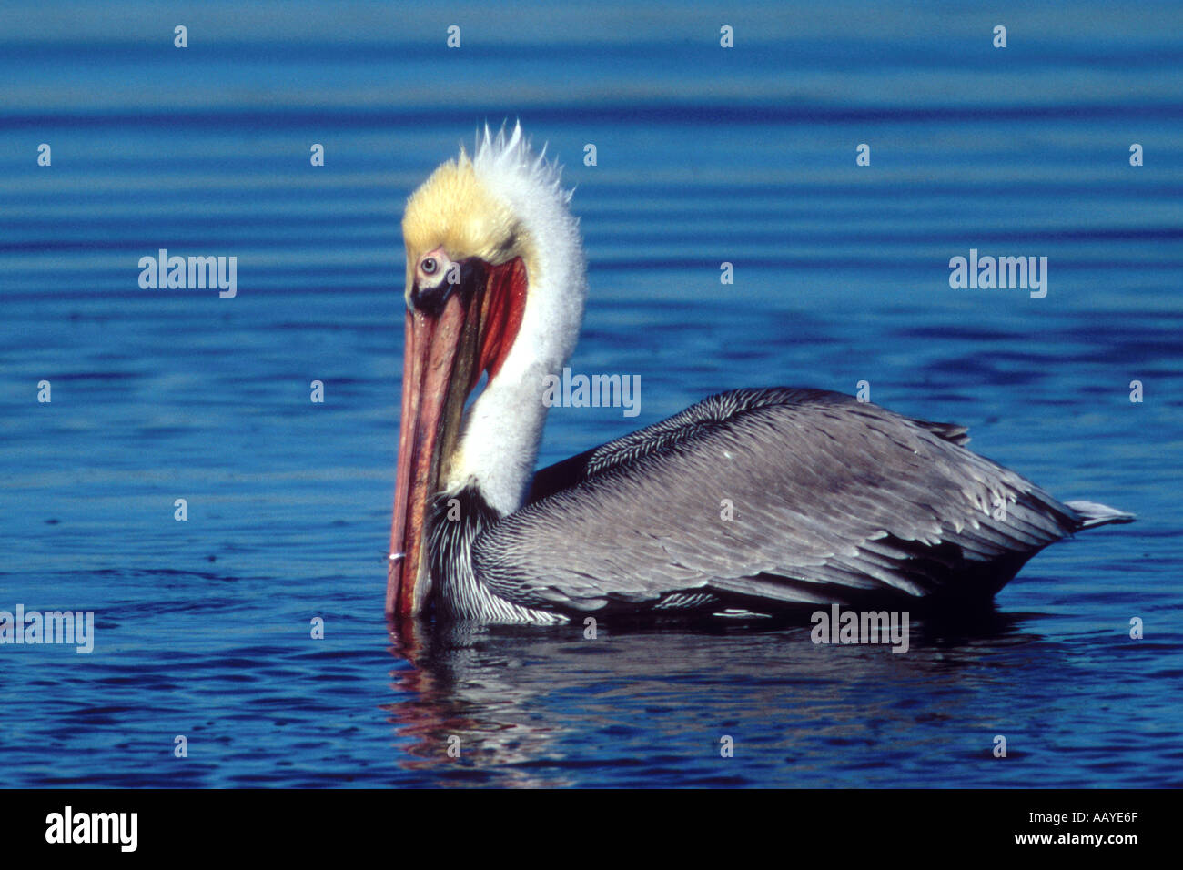 Brown Pelican with fish in beak full breeding colors Pelecanus ...