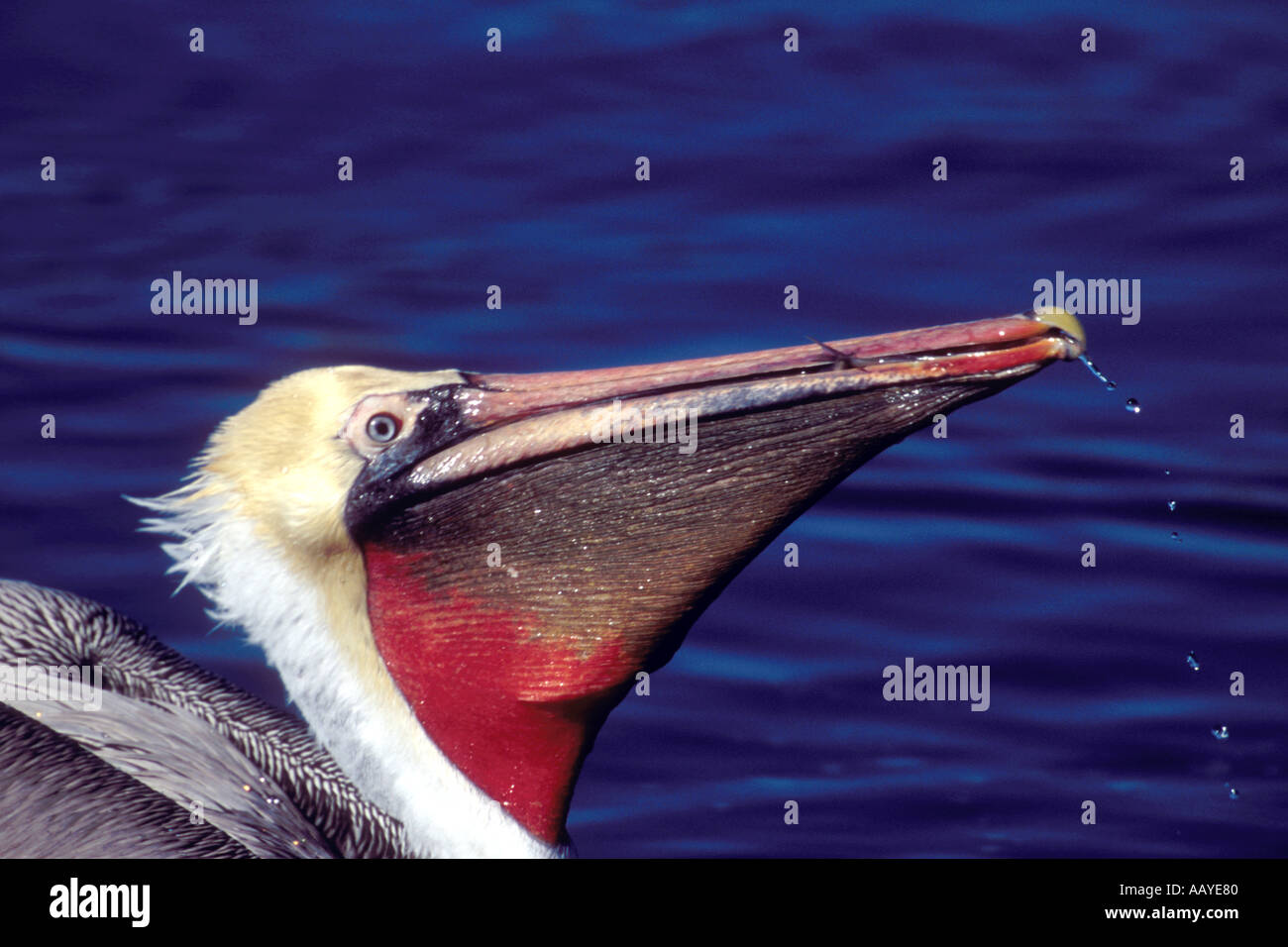 Brown Pelican in full breeding colors with fish Pelecanus occidentalis ...
