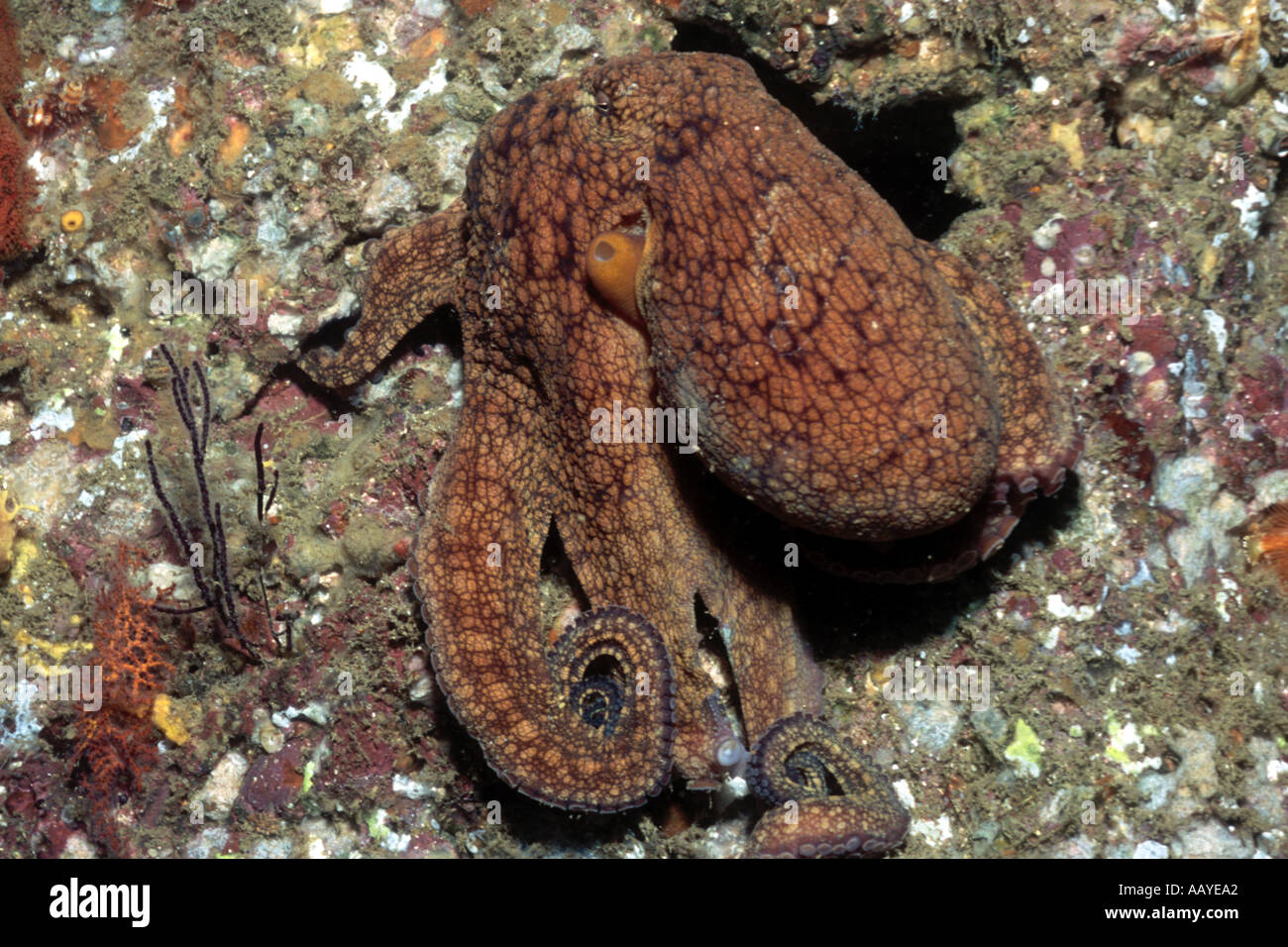 Veligero Octopus at its hole Octopus veligero Sea of Cortez Mexico Hal ...