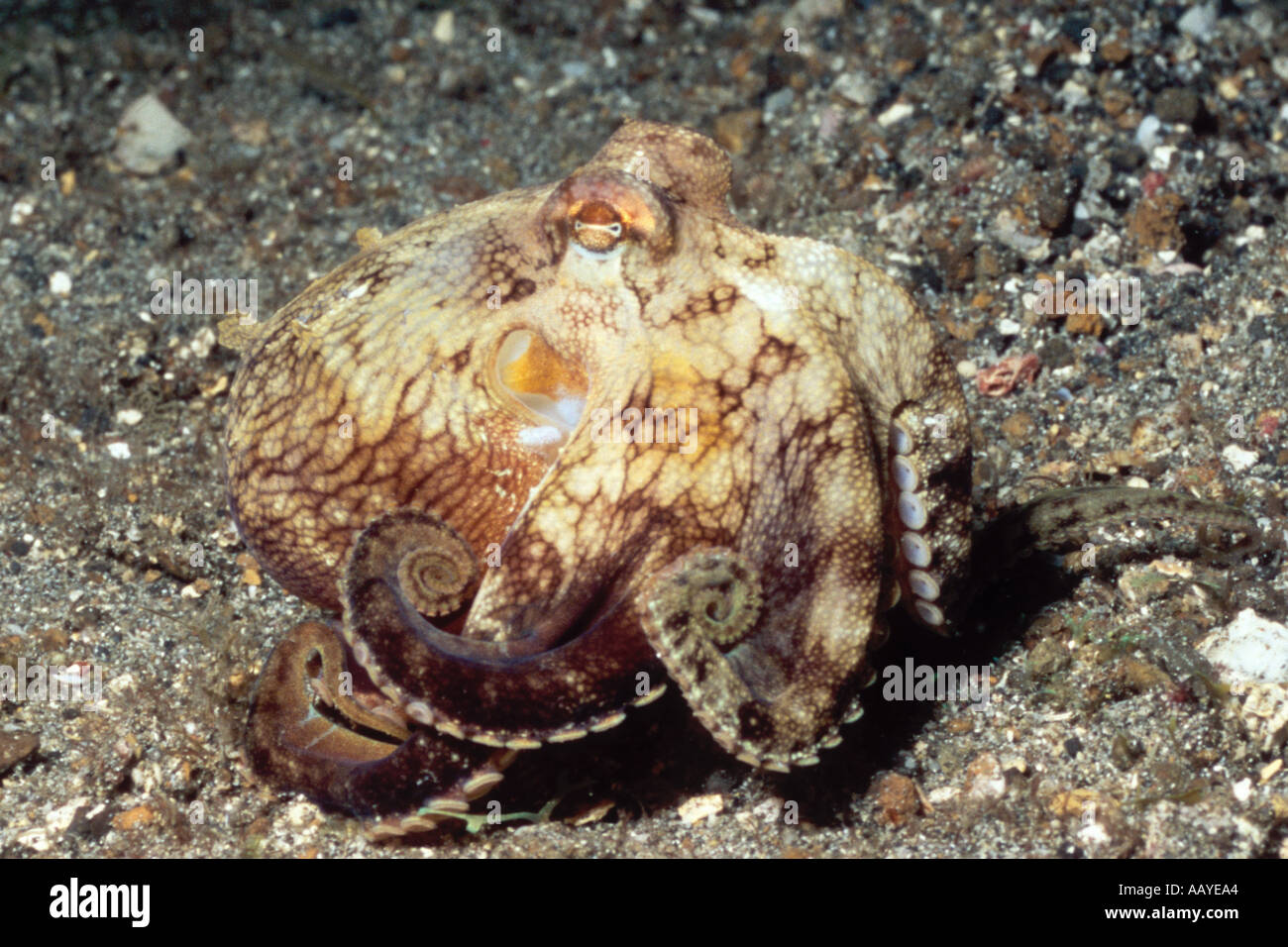 Octopus hunting at night Octopus sp Lembeh Straits Indonesia Hal Beral ...