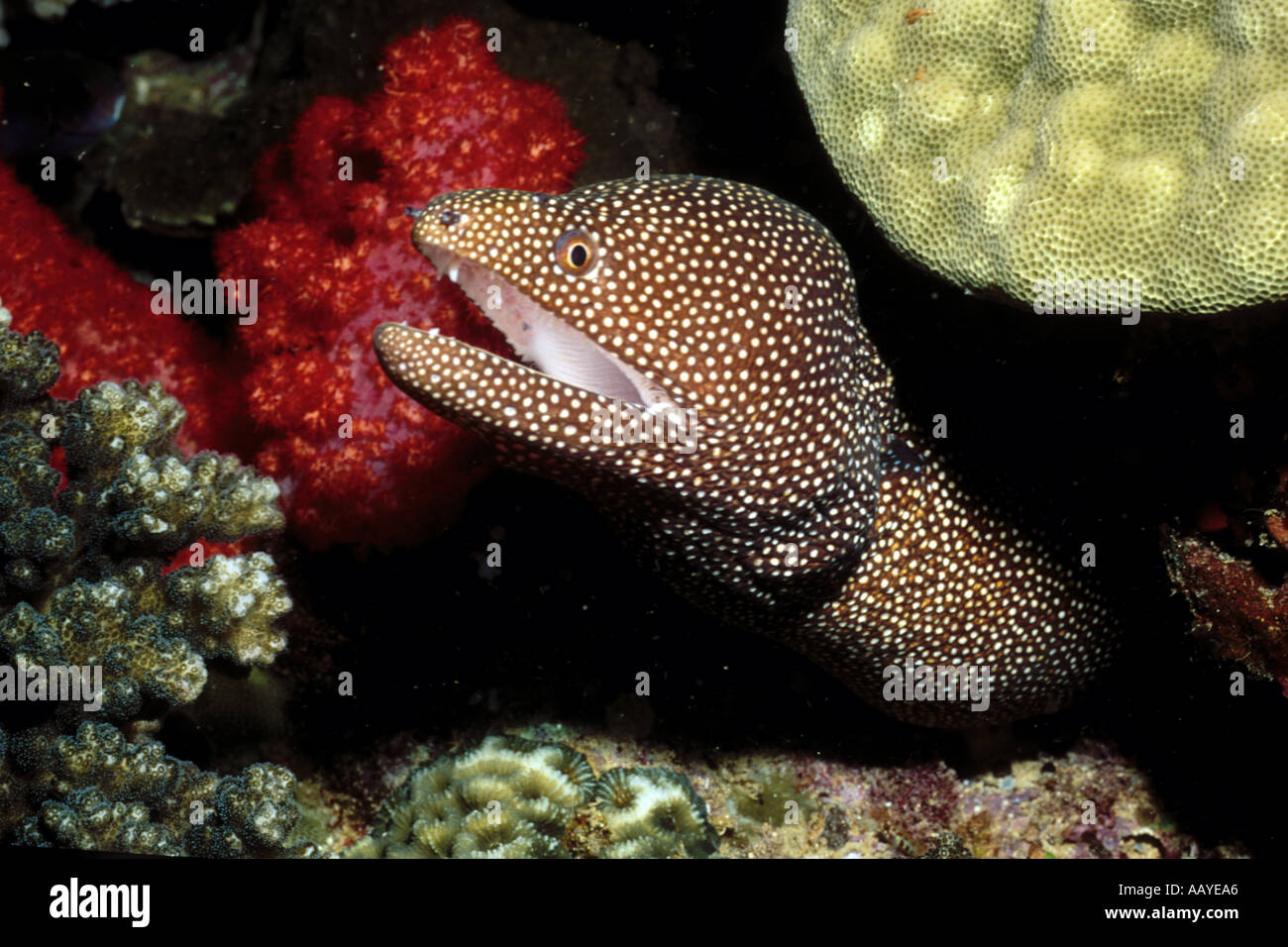 Spotted Moray Eel Gymnothorax moringa Fiji Hal Beral Stock Photo - Alamy