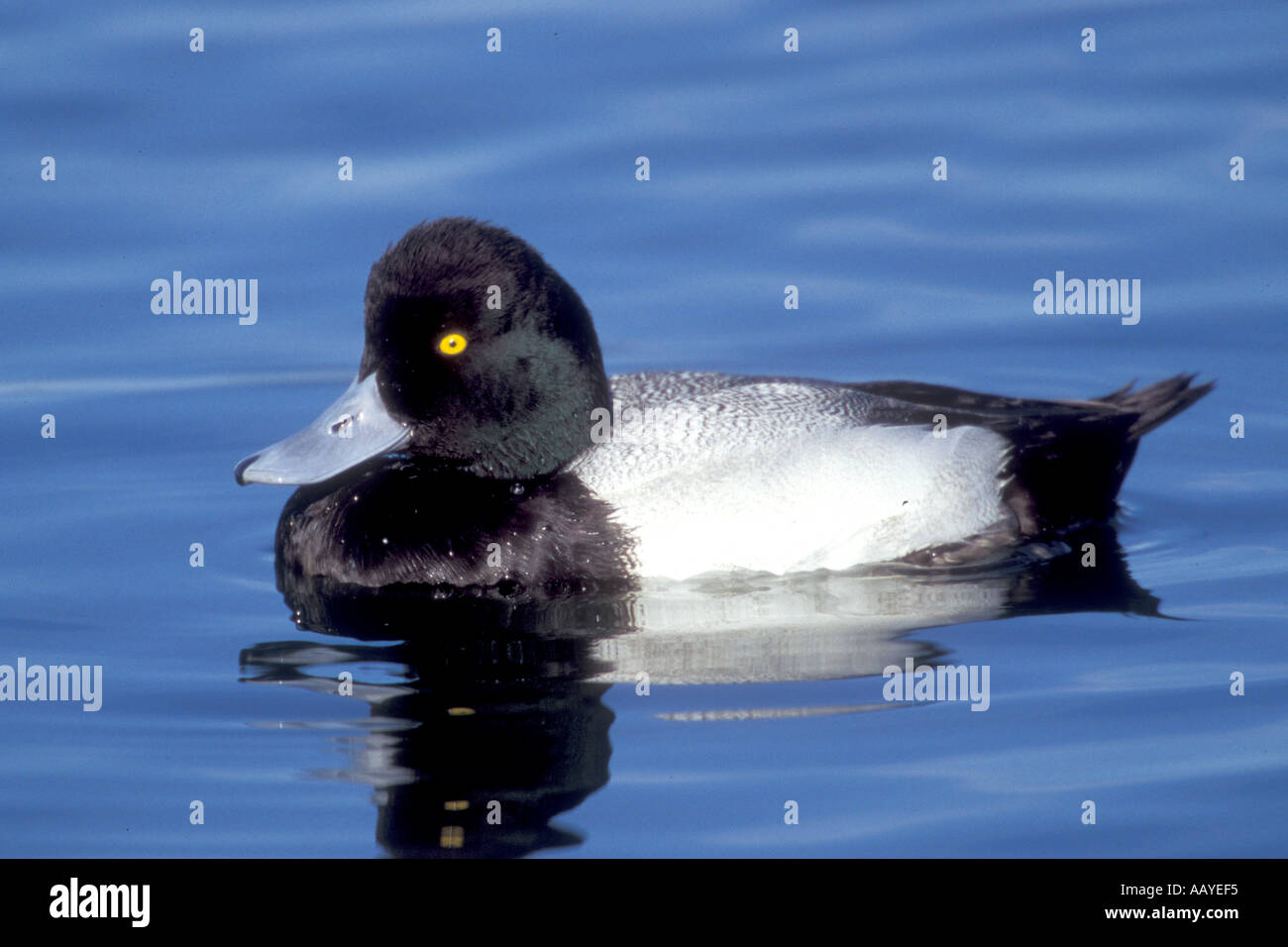 Lesser Scaup Duck male Aythya affinis Back bay Reserve California Stock ...