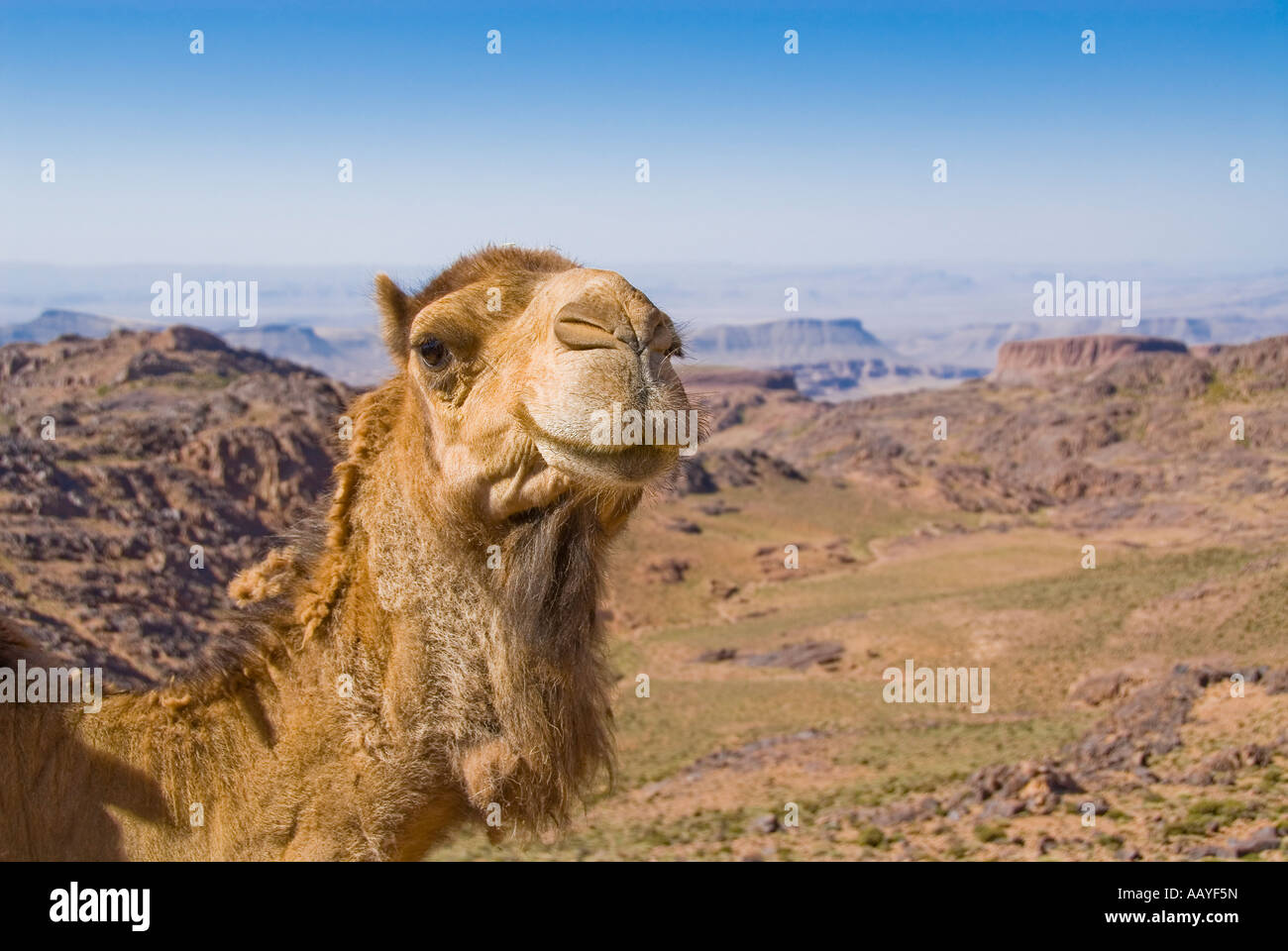 Berber Ait Atta Tribe High Resolution Stock Photography and Images - Alamy