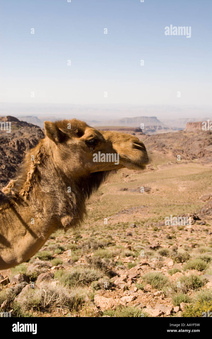 05 07 Jebel Saghro Morocco Walking with the Ait Atta nomads a Berber ...