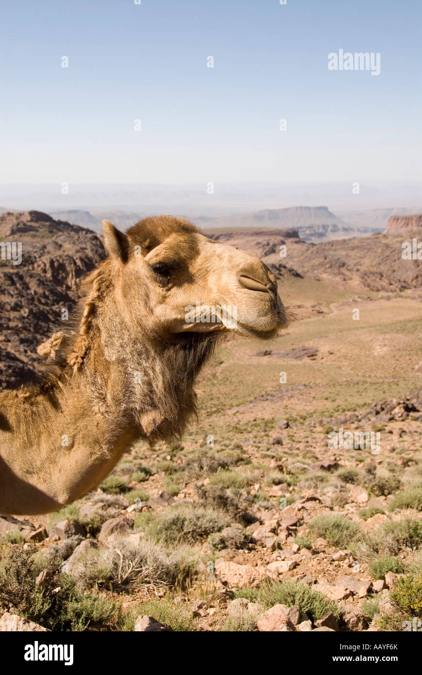 Berber Ait Atta Tribe High Resolution Stock Photography and Images - Alamy