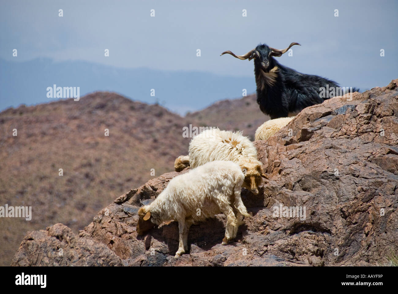 05 07 Jebel Saghro Morocco Walking with the Ait Atta nomads a Berber ...