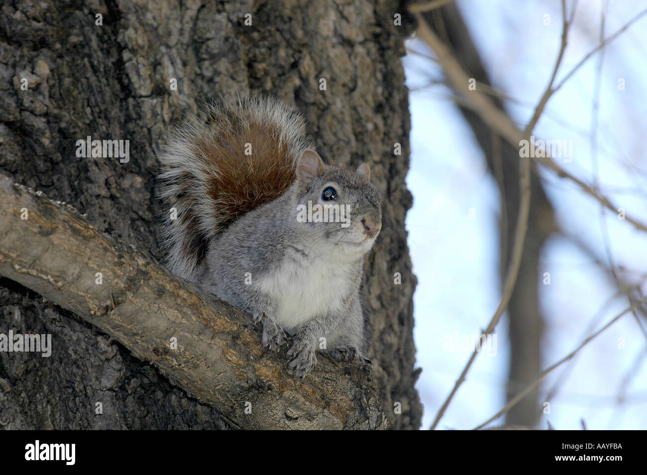 Grey Squirrel Sciurus carolinensis New York City United States KIKE ...