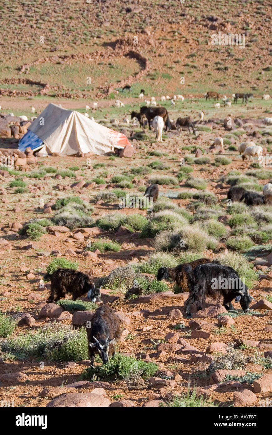 05 07 Jebel Saghro Morocco Walking with the Ait Atta nomads a Berber ...
