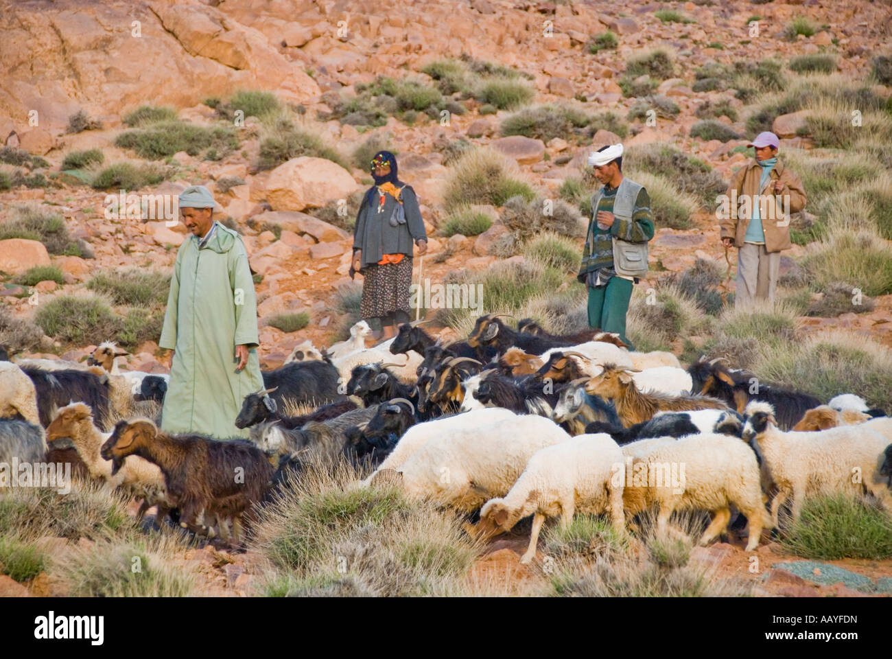 05 07 Jebel Saghro Morocco Walking with the Ait Atta nomads a Berber ...