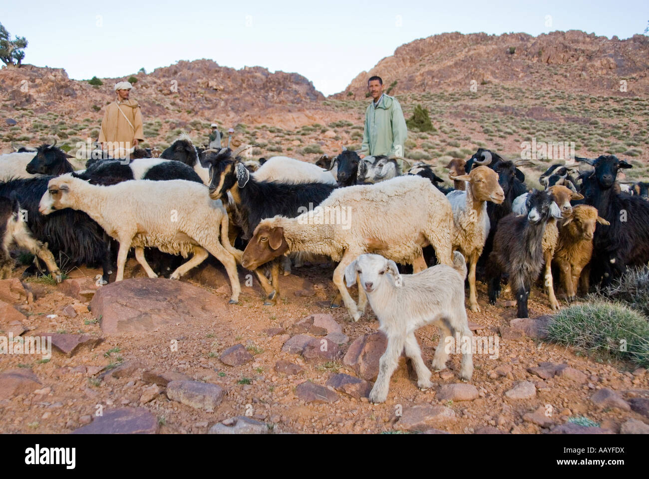 05 07 Jebel Saghro Morocco Walking with the Ait Atta nomads a Berber ...