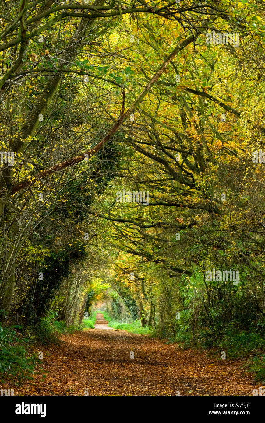 Disused railway track called the Nickey Line in Hertfordshire Stock ...