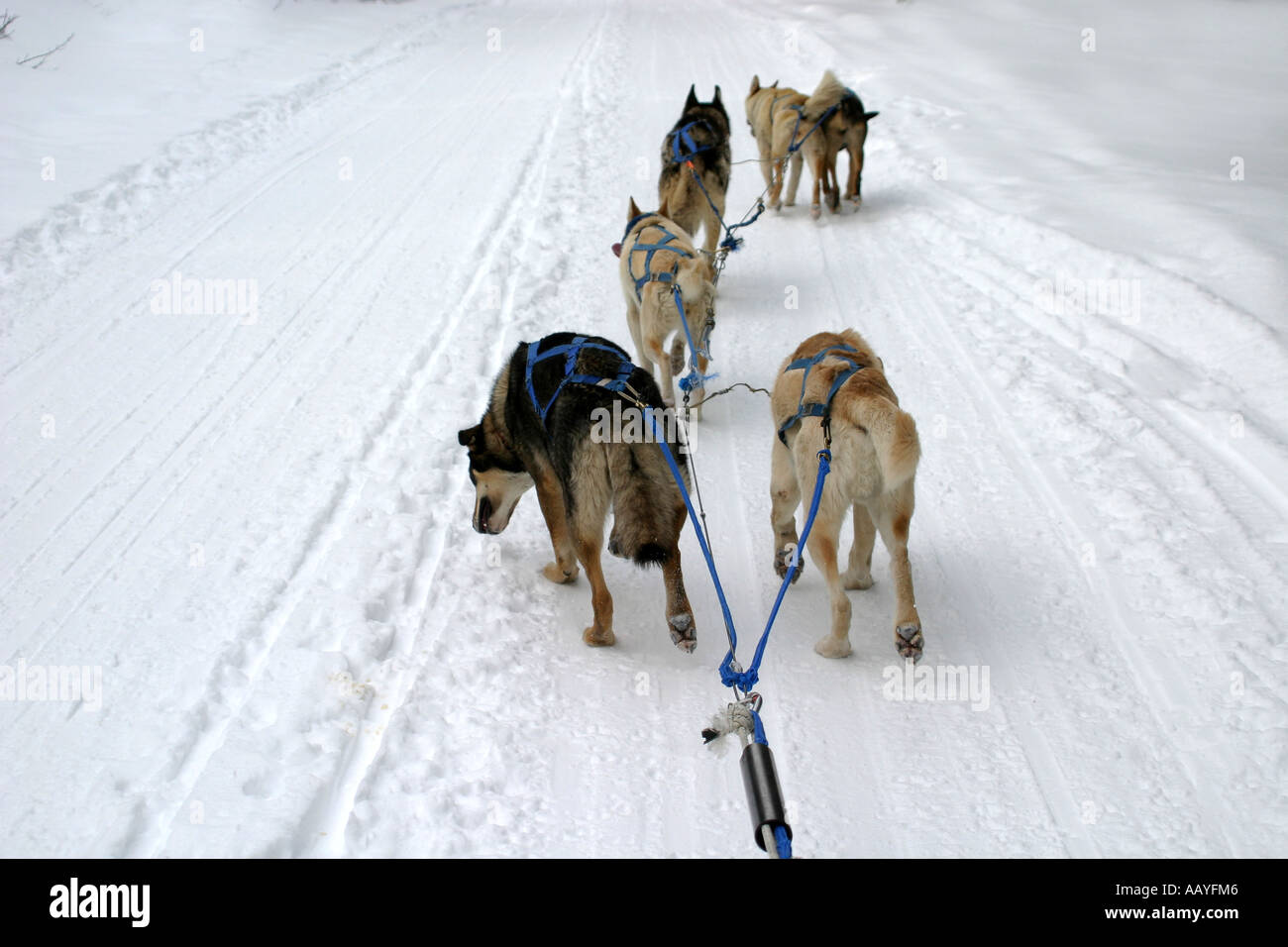 Sled dog sled sleigh skids hi-res stock photography and images - Alamy