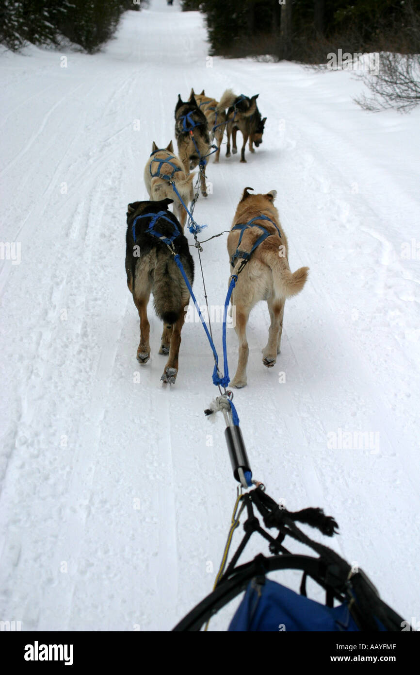 Sled dog sled sleigh skids hi-res stock photography and images - Alamy