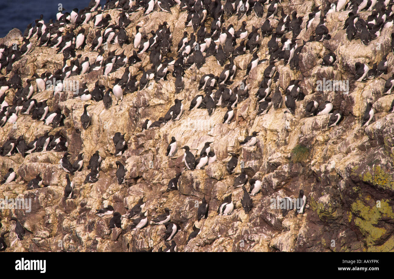 Nesting sea birds on a sea stack at St Abbs Head nature reserve on the ...