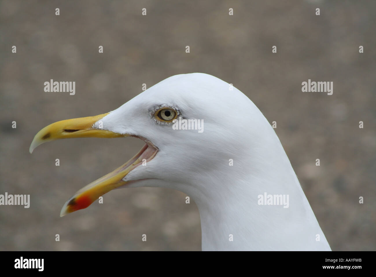 Adult great black backed gull larus hi-res stock photography and images ...