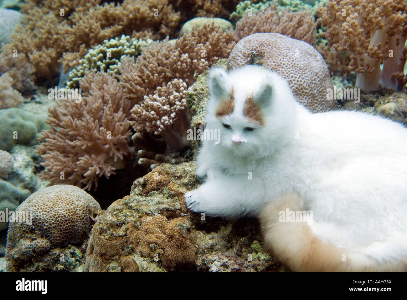 Cat underwater sitting on a coral reef Stock Photo - Alamy