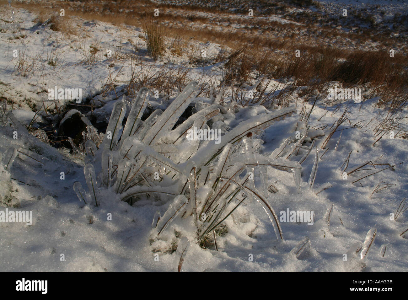 Grass Encased in Ice Stock Photo - Alamy