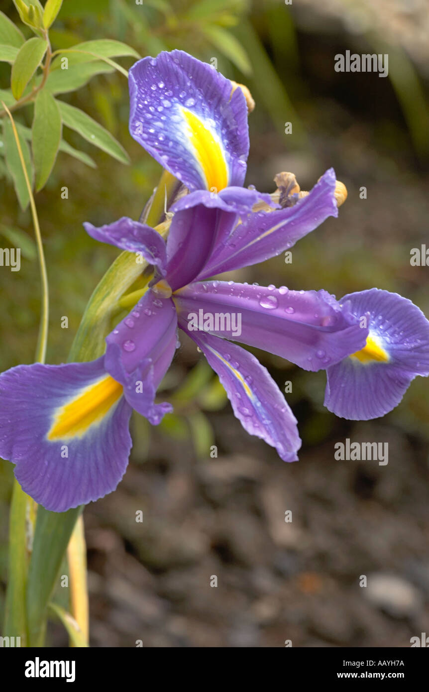 Iris Iridaceae Genus of upright rhizomatous or bulbous perennials Stock ...