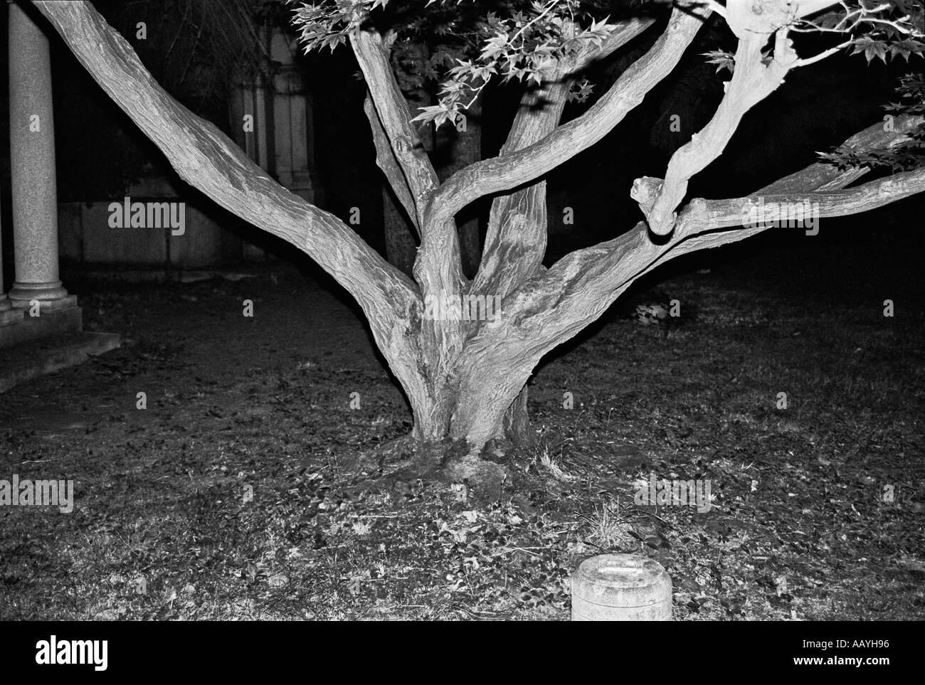 Tree trunk stem having branches conceptual graphic tentacles octopus ...