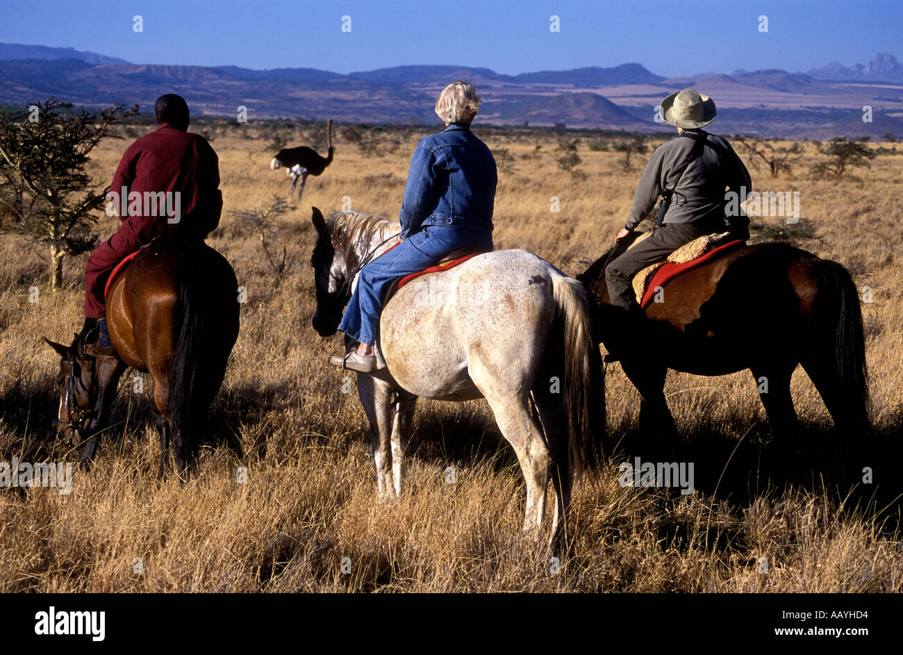 Two horse riders and a black African syce watching a Somali Ostrich at ...