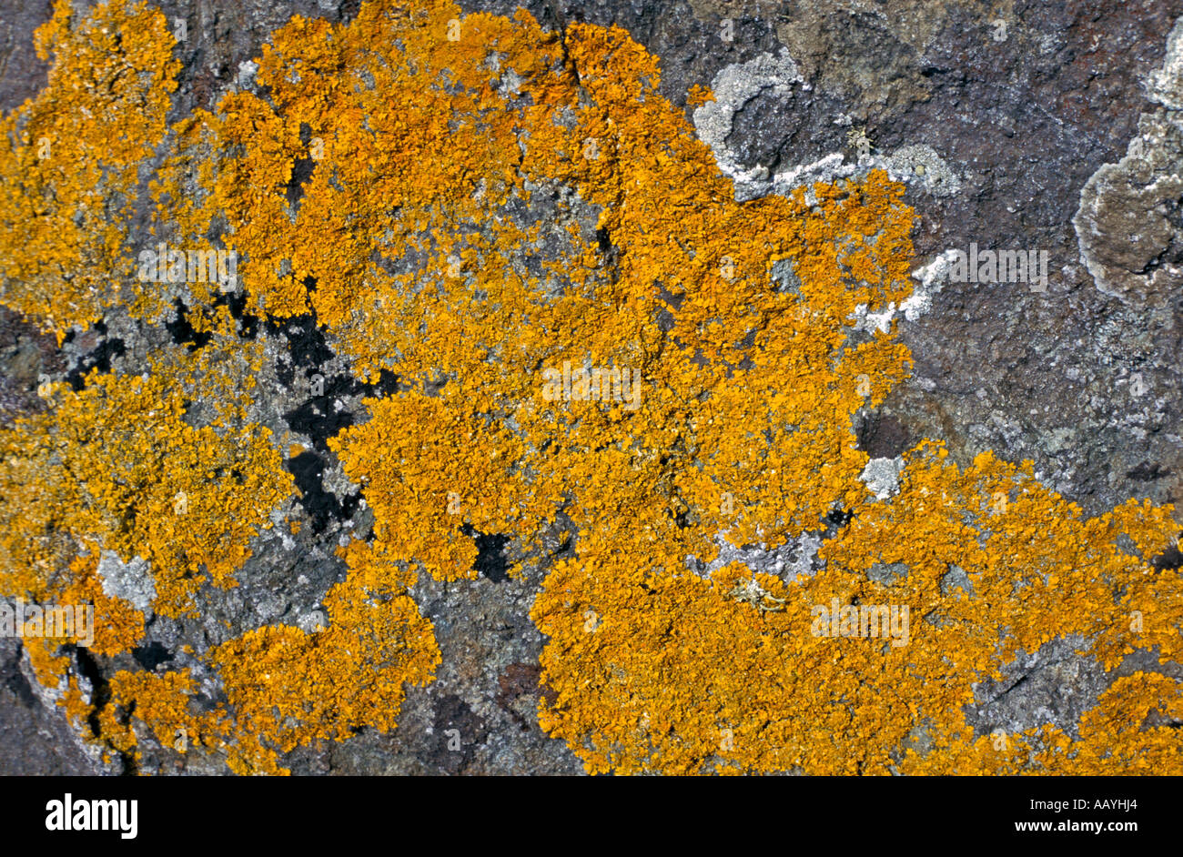 Abstract patterns on rocks in St Ives, Cornwall Stock Photo - Alamy