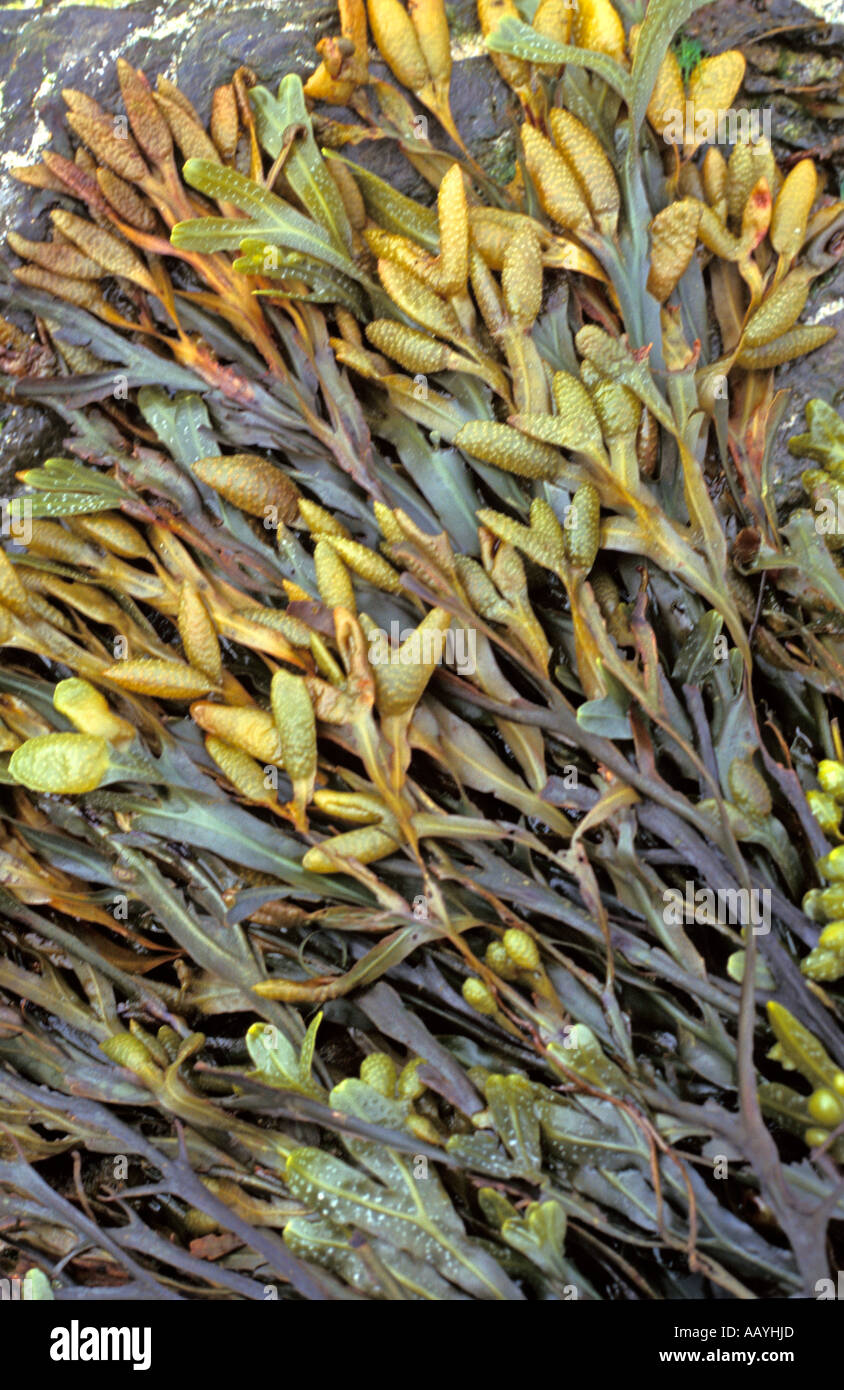 Seaweeds consist of several groups of multicellular algae hi-res stock ...