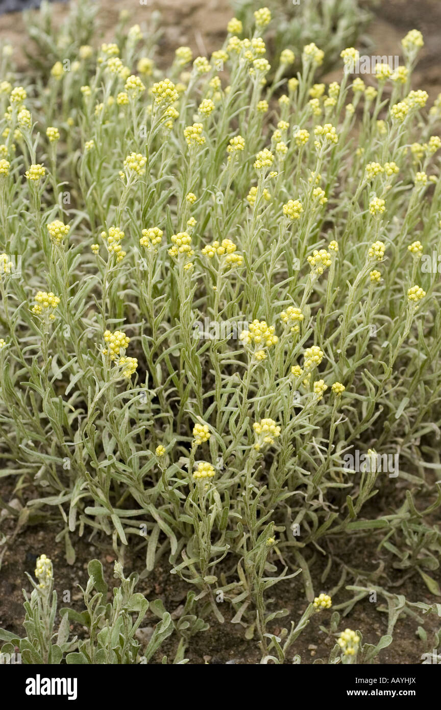 Yellow spring flowers of everlasting flower, yellow everlasting ...