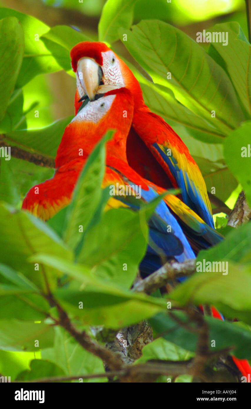 Scarlet Macaw feeding in Beach Almond tree Corcovado National Park ...