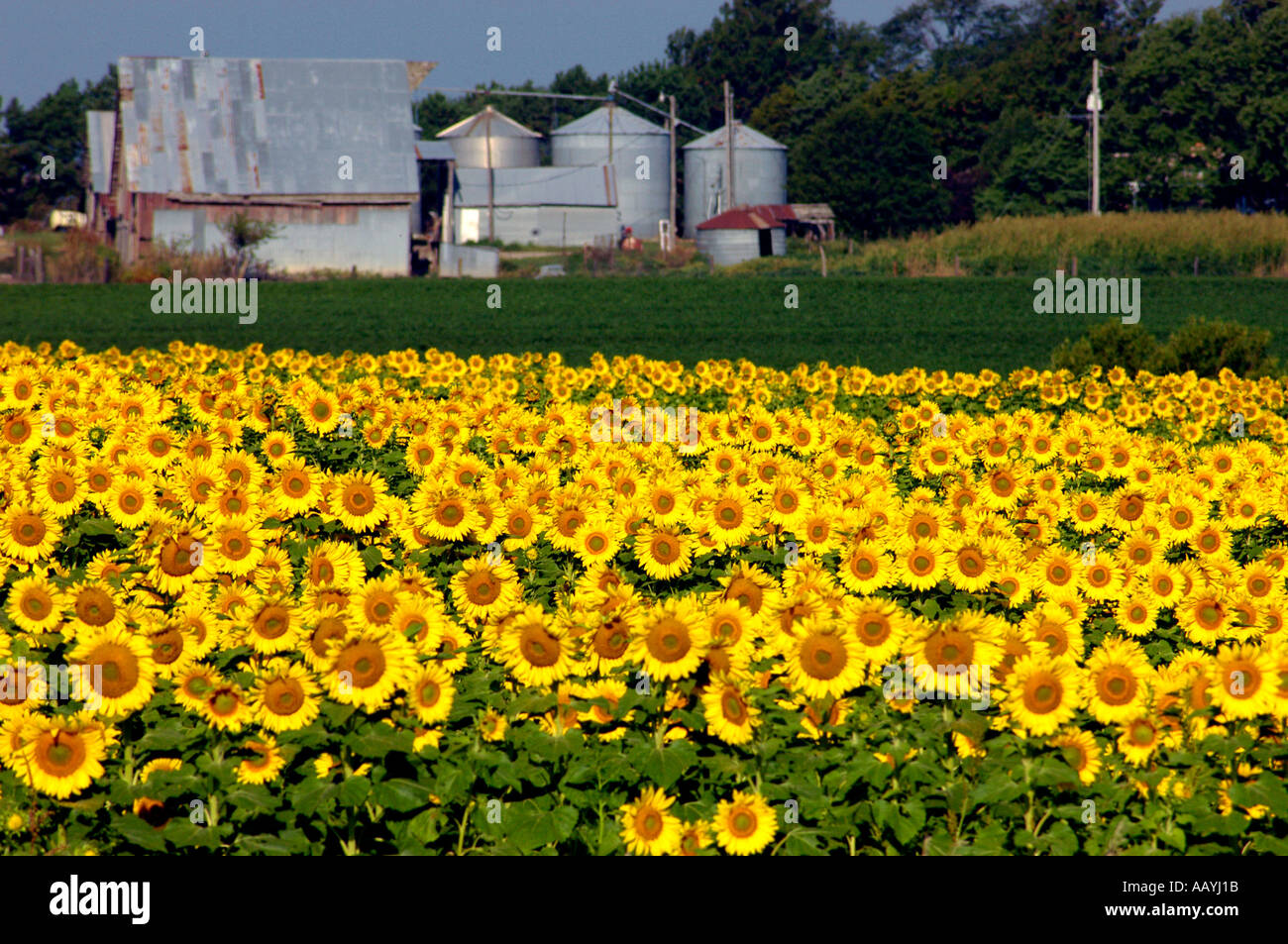 Field of sunflowers Stock Photo - Alamy