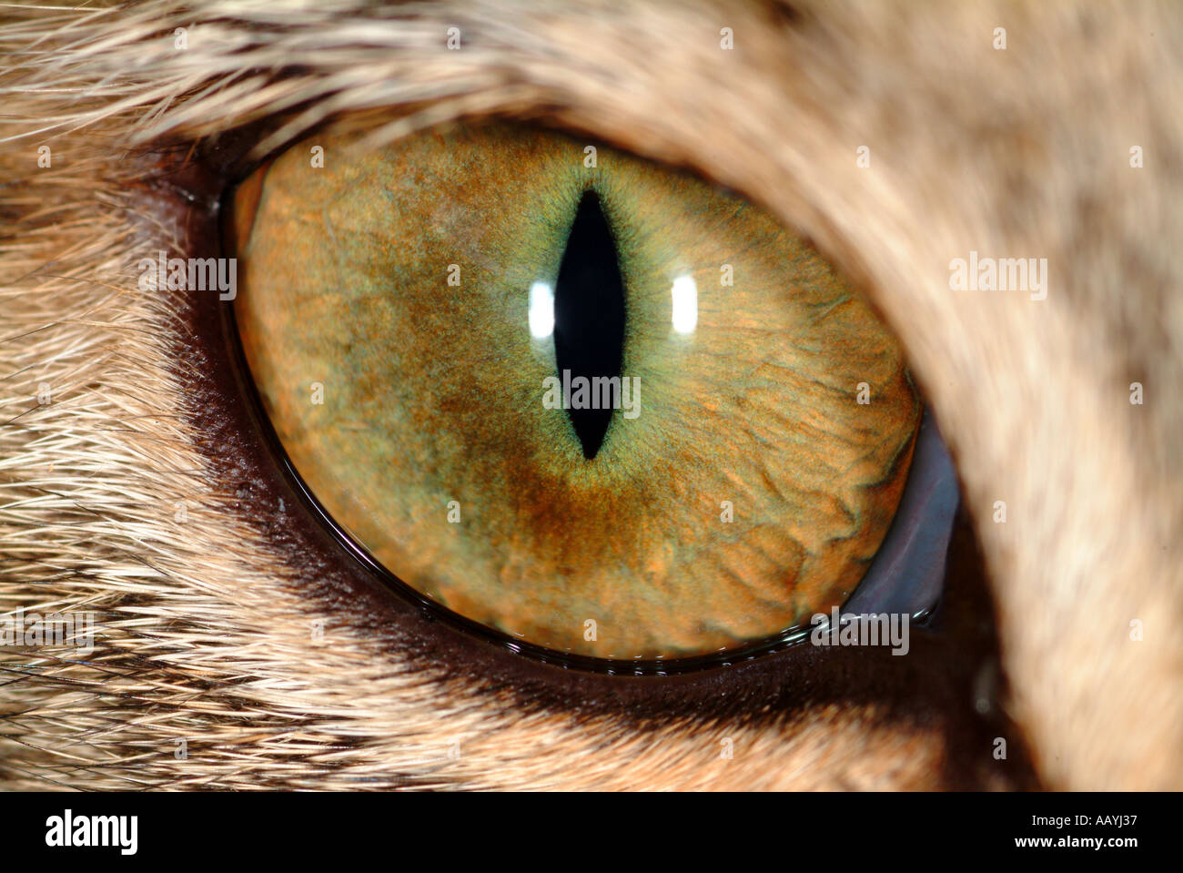 Tapetum lucidum cat hi-res stock photography and images - Alamy