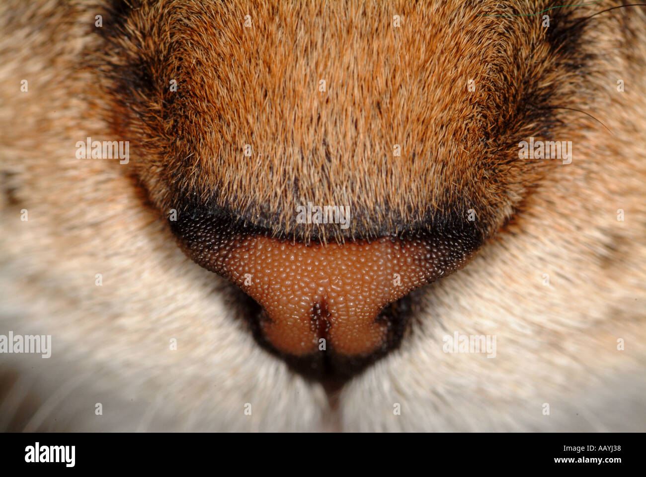 Olefactory hi-res stock photography and images - Alamy