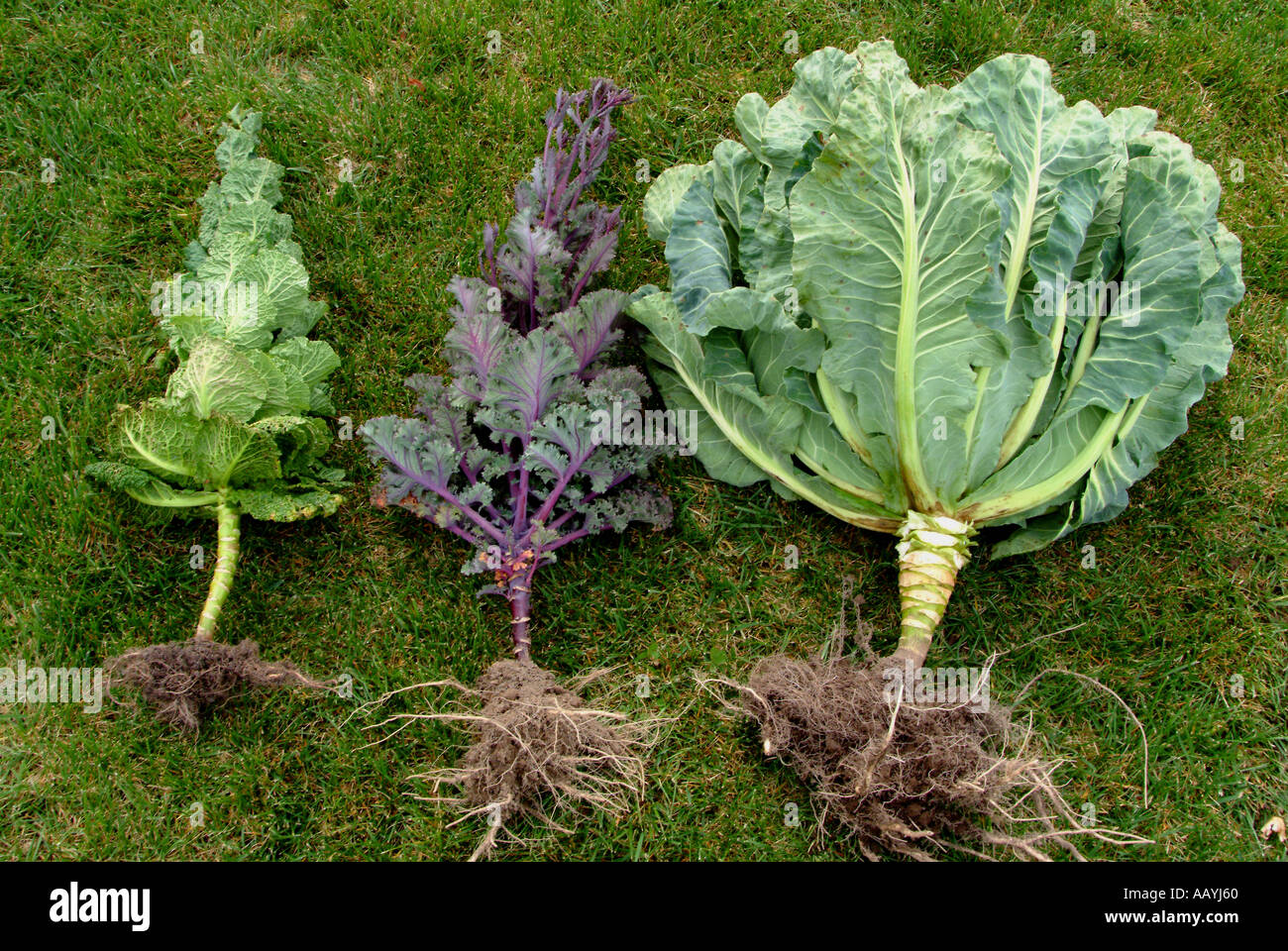 Cruciferous Vegetables with roots Stock Photo - Alamy