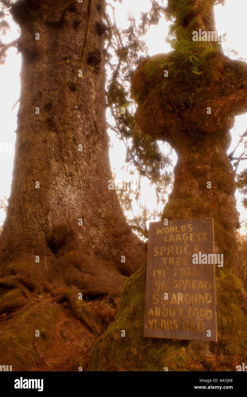 Largest spruce tree hi-res stock photography and images - Alamy
