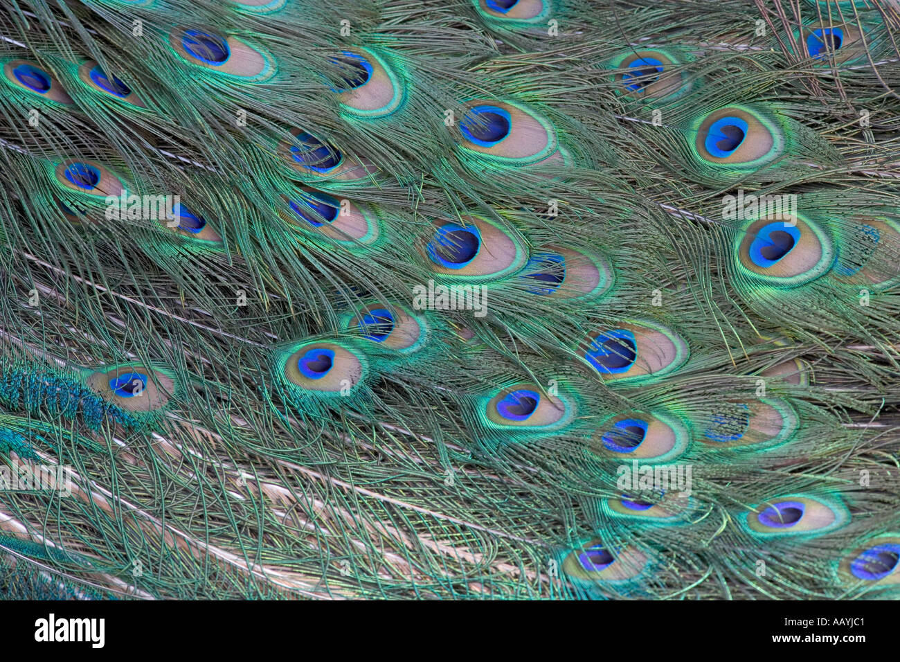 Peacock Tail Feathers Stock Photo - Alamy