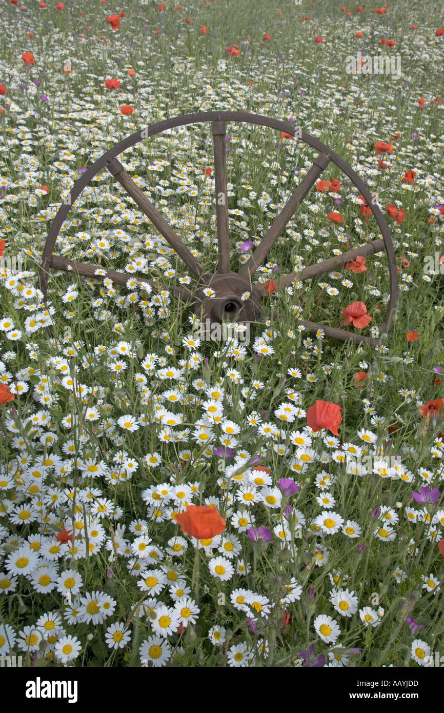 Poppies Field Flowers with Cartwheel Chilterns Bucks UK June Stock ...