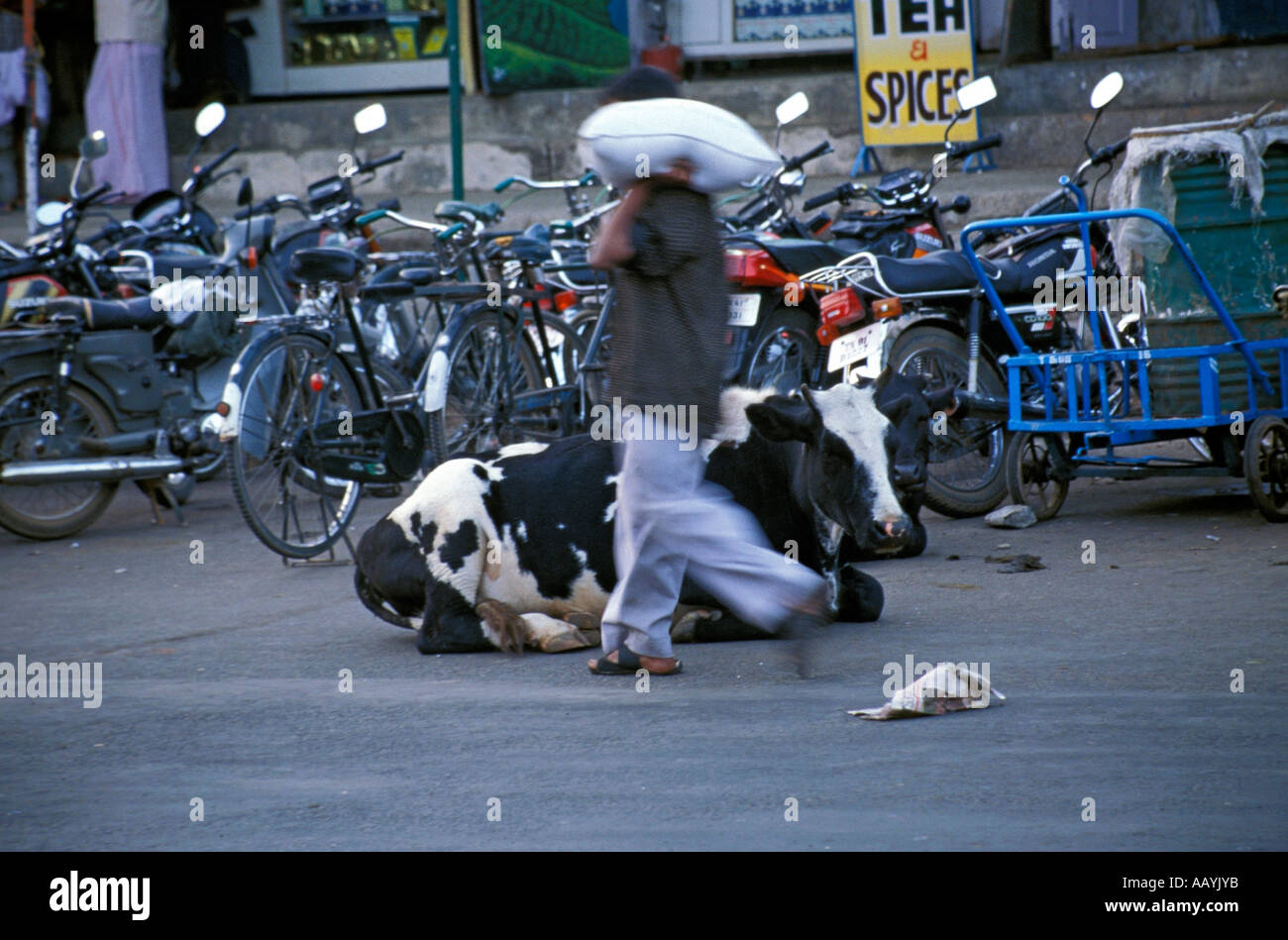 Man in Munnar, Kerala carrying a bag walking past a cow chilling out ...