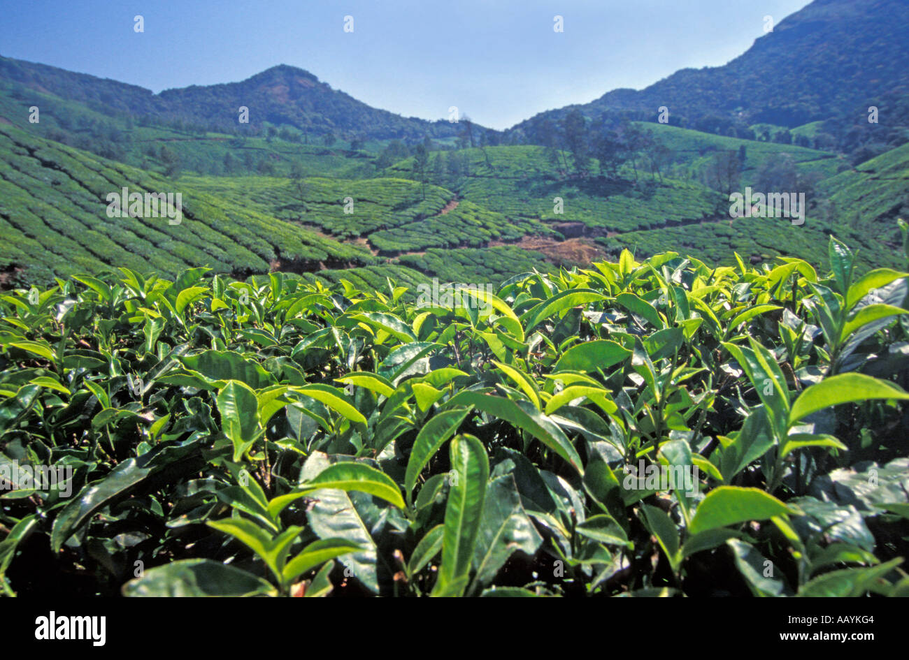 Tata tea plantations munnar hi-res stock photography and images - Alamy