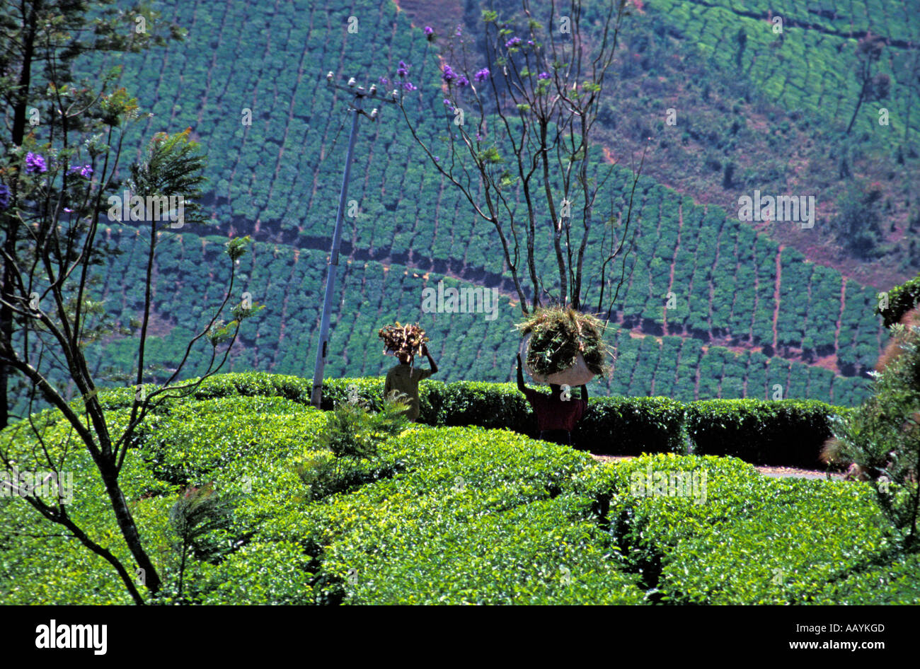 Munnar tea plantaion hi-res stock photography and images - Alamy