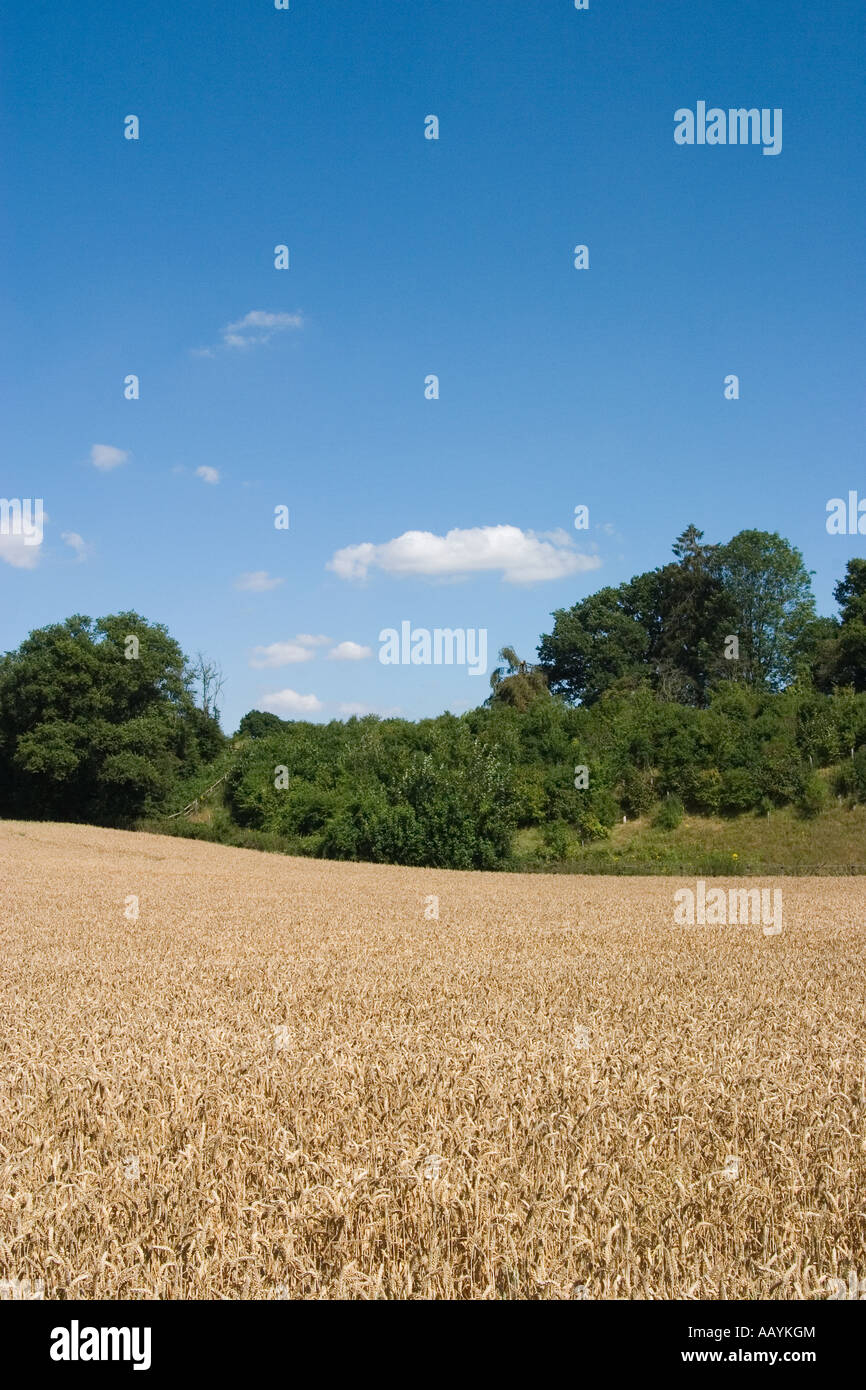 Wheat field in England Stock Photo - Alamy