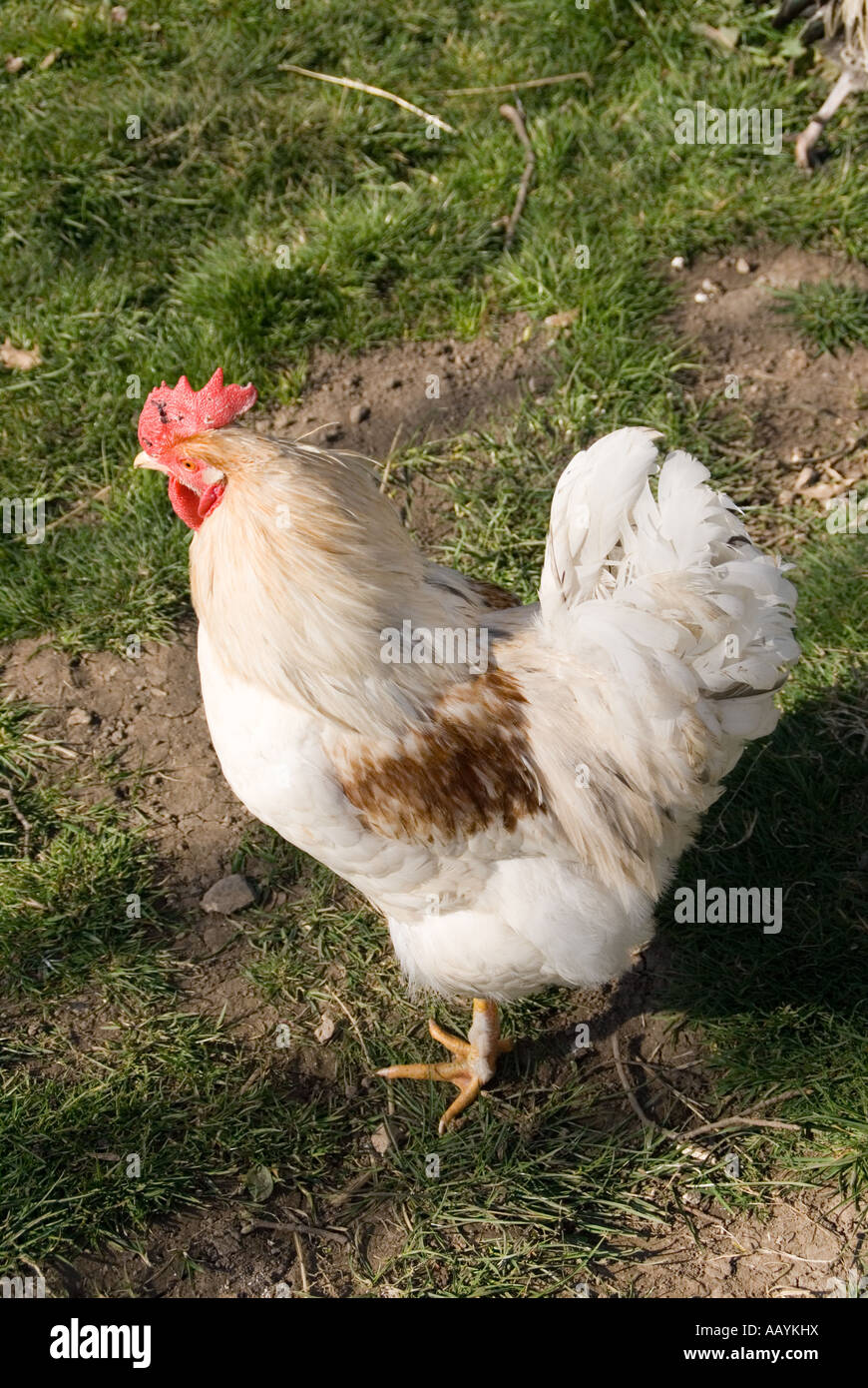Rooster at the Rare Breeds Farm in the Peak District Stock Photo - Alamy