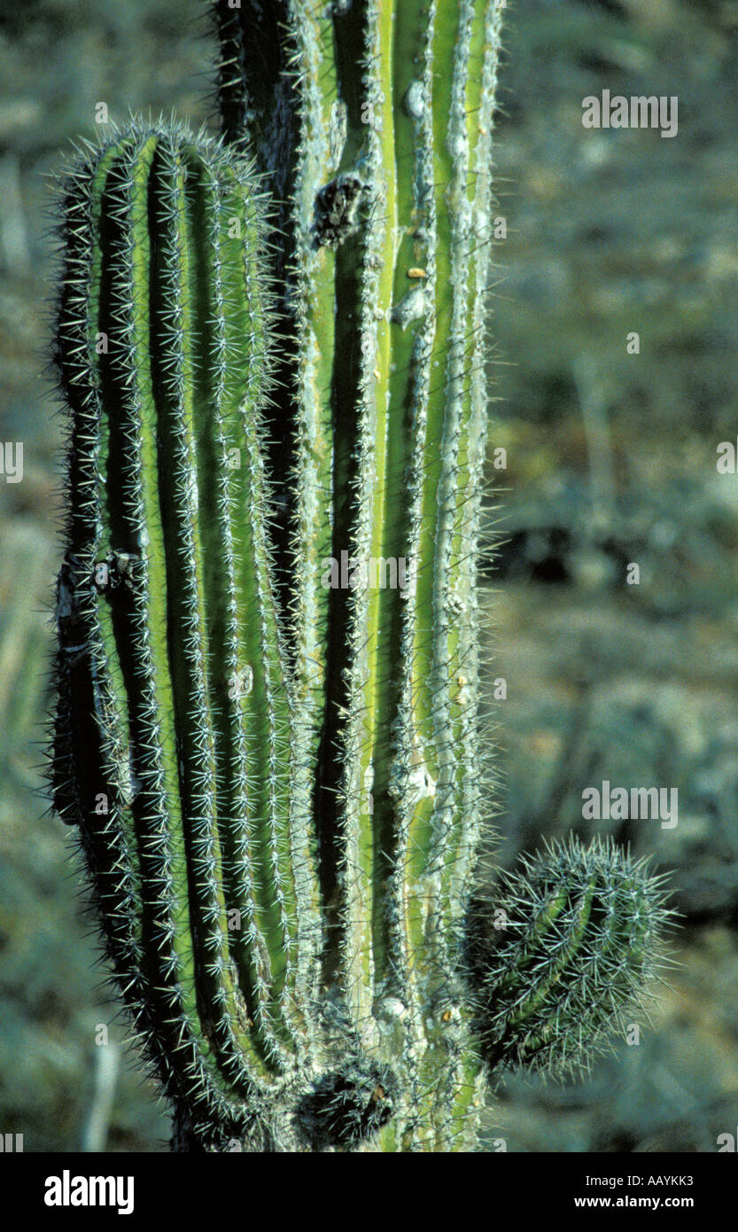 Indigenous mexican family hi-res stock photography and images - Alamy
