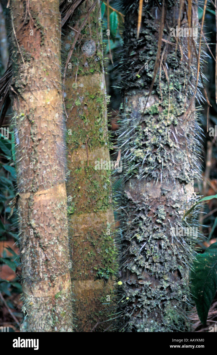 Spiky textures on trees in Amazonias, Venezuela Stock Photo - Alamy