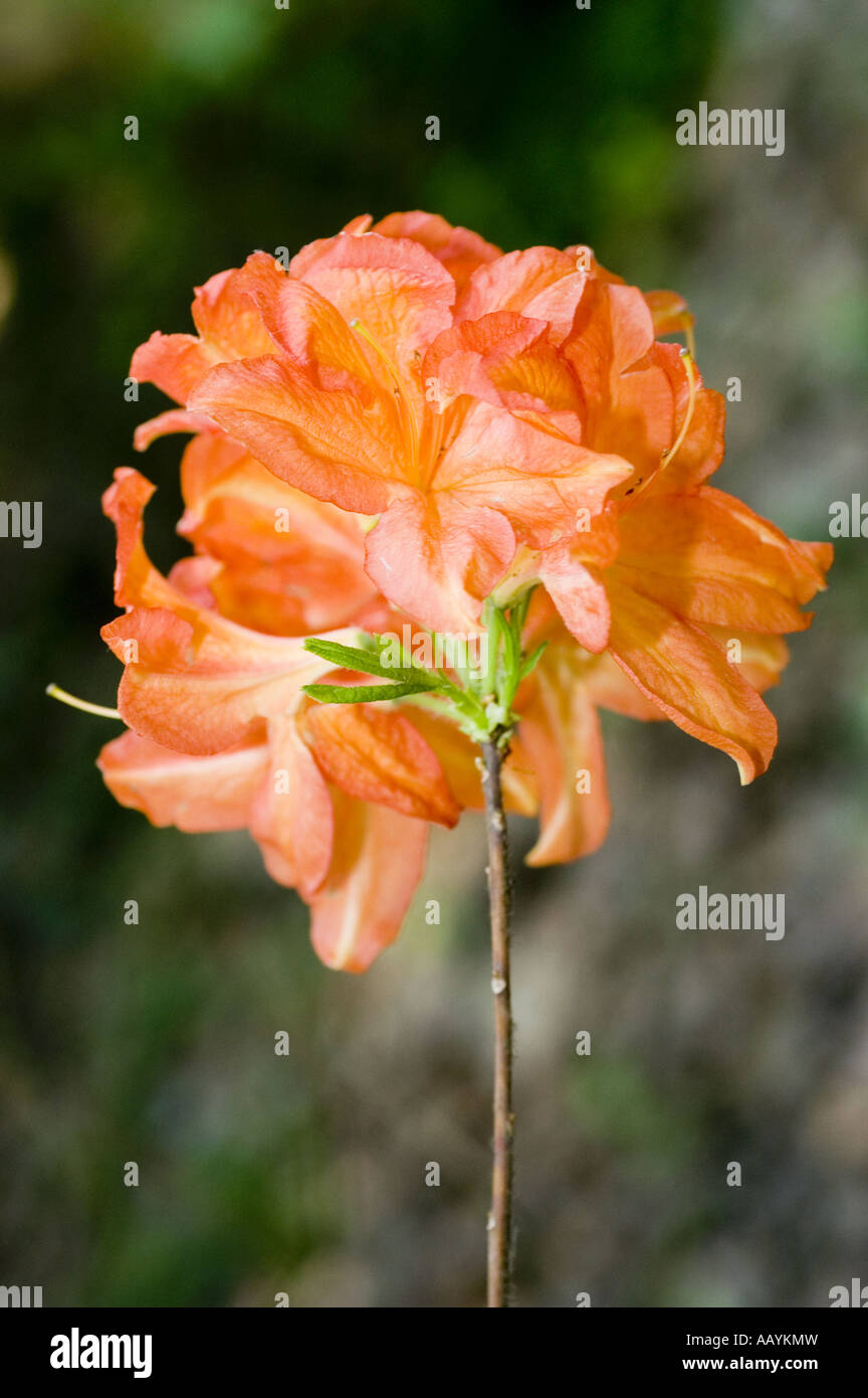 Red orange spring flower closeup of Azalea Rhododendron Stock Photo - Alamy