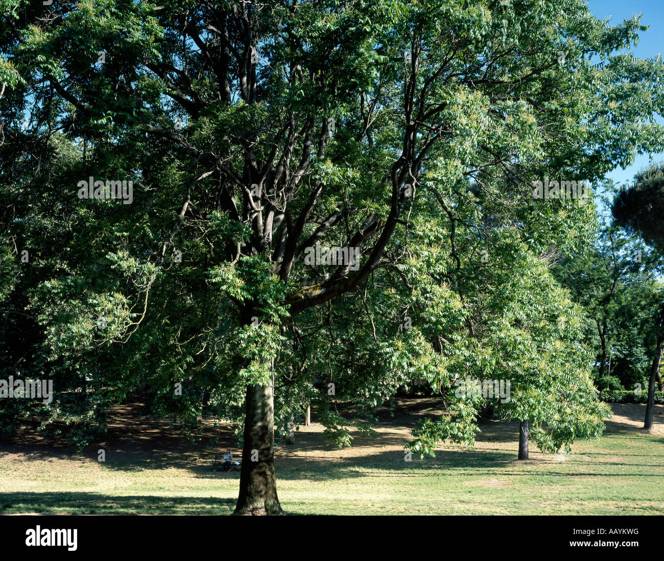 Trees in villa borghese rome hi-res stock photography and images - Alamy
