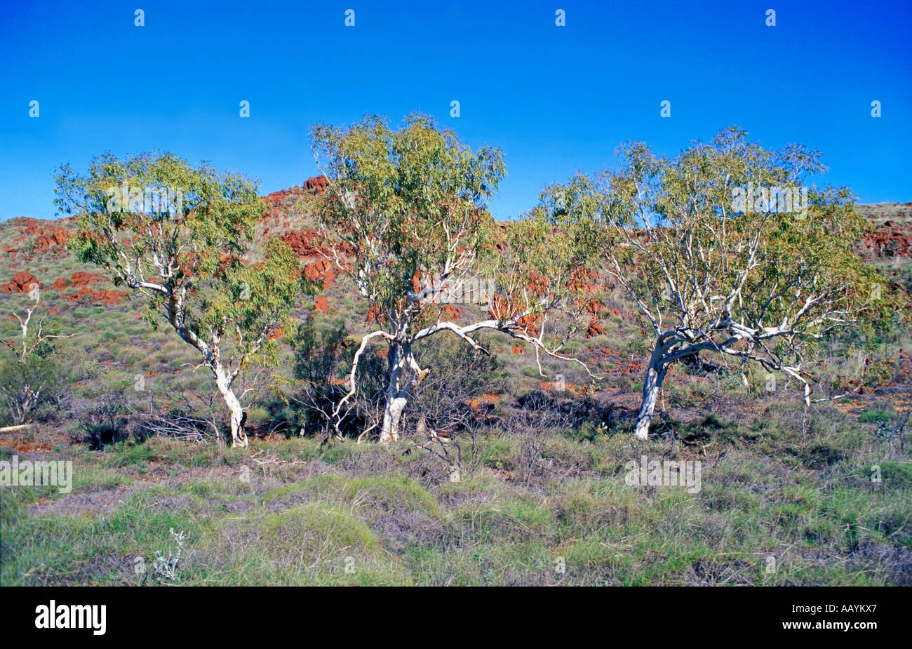 Silver trees hi-res stock photography and images - Alamy