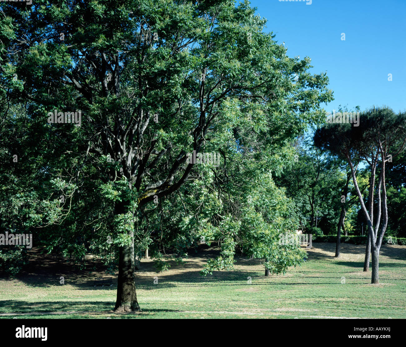 trees in villa Borghese Rome Italy Stock Photo - Alamy