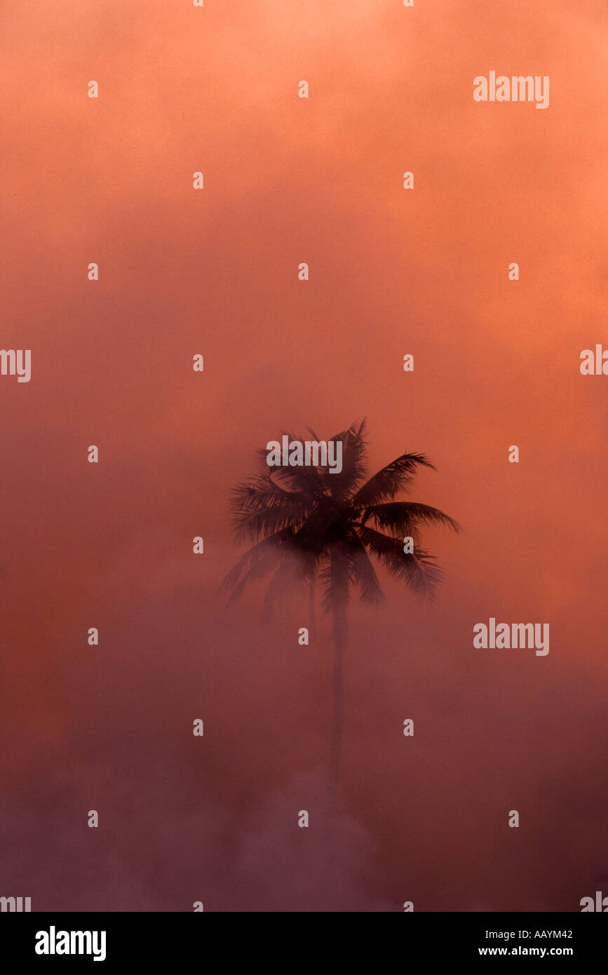 Fire palm hi-res stock photography and images - Alamy