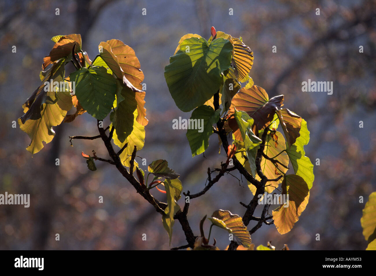 Teak forest (Tectonis grandis), North Thailand Stock Photo - Alamy