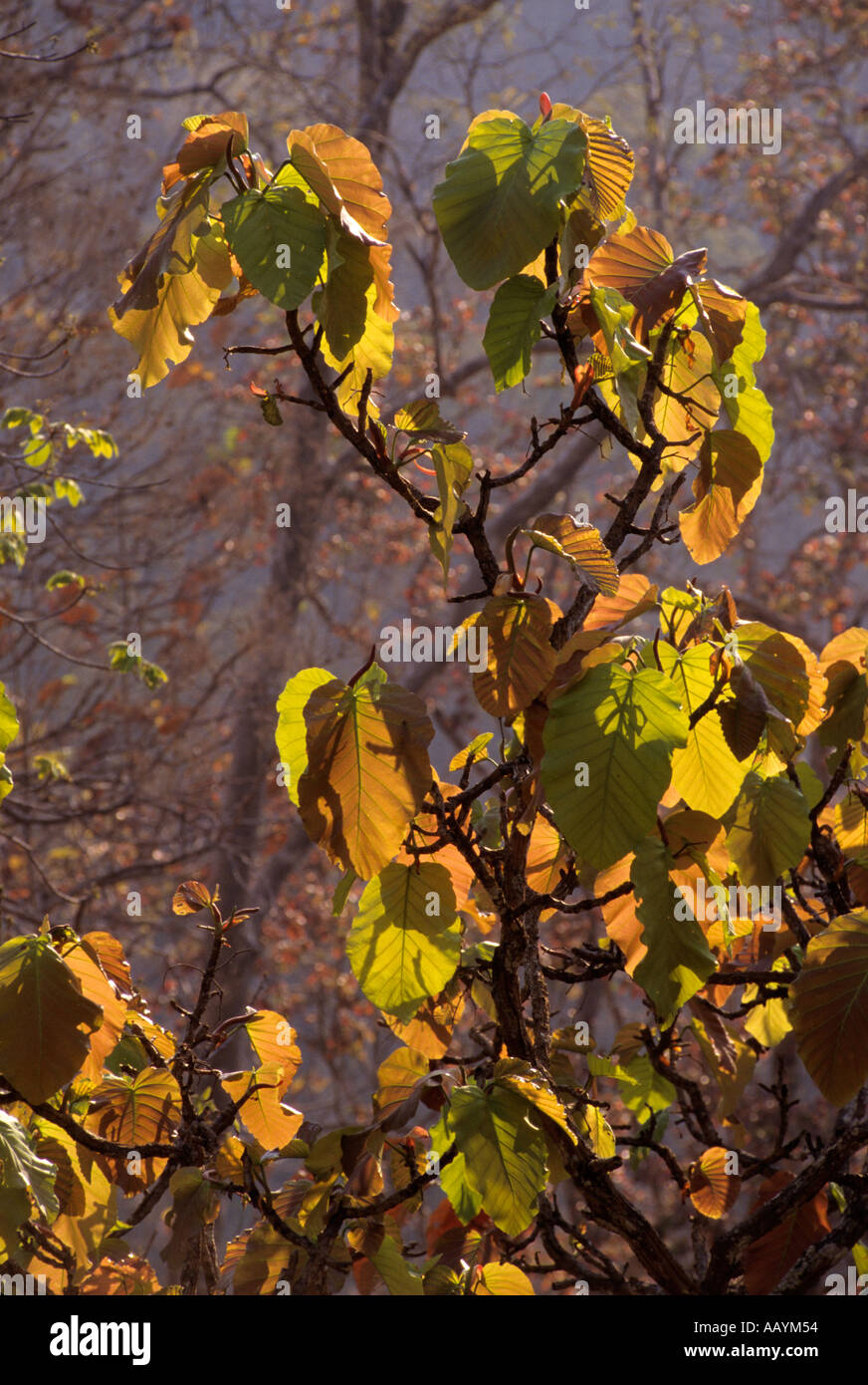 Teak forest (Tectonis grandis), North Thailand Stock Photo - Alamy