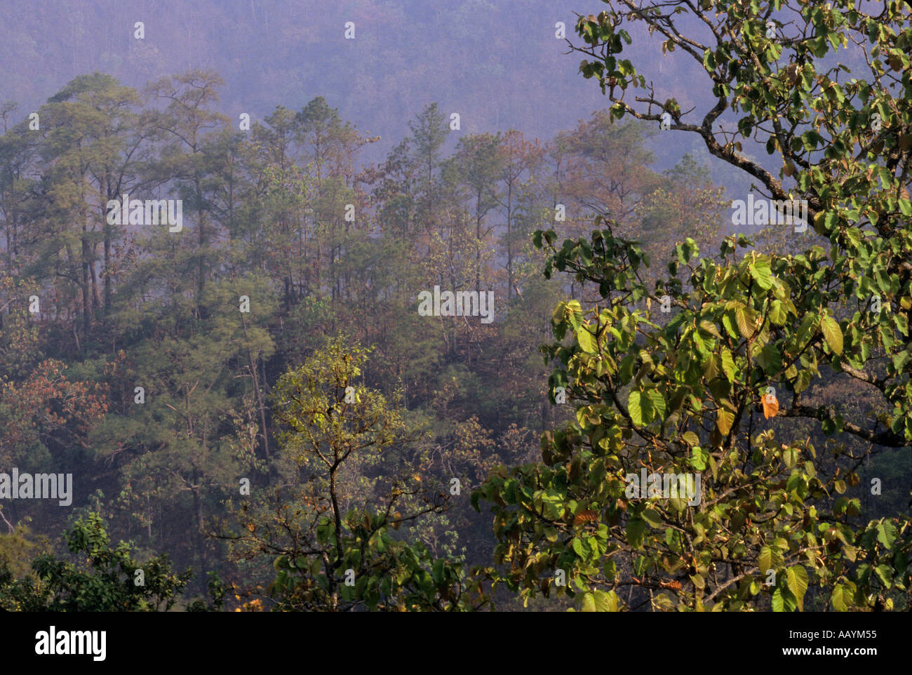 Teak forest hi-res stock photography and images - Alamy